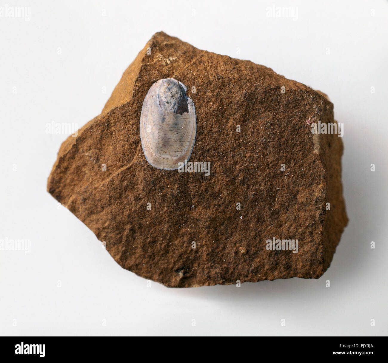 Lingula brachiopod Banque de photographies et d’images à haute ...