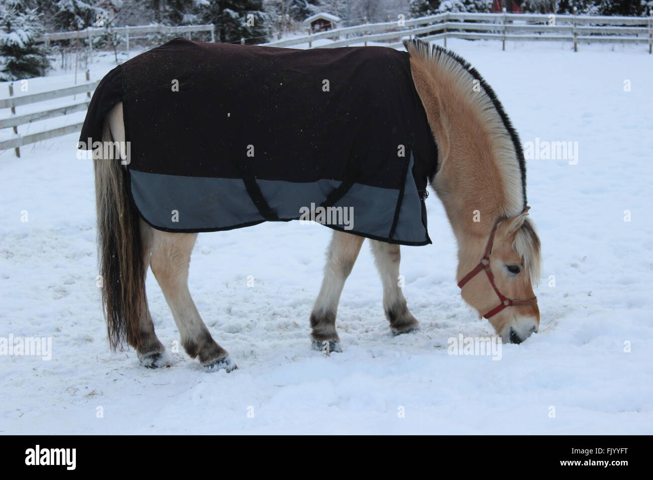 Cheval de fjord Banque de photographies et d’images à haute résolution ...