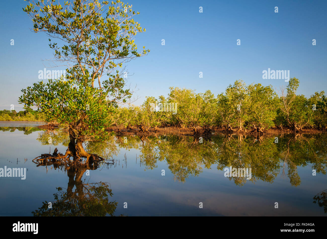 Rhizophora mucronata : Réflexion d'un écosystème de mangroves sur l ...
