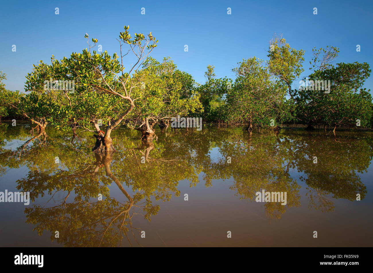 Rhizophora mucronata : Réflexion d'un écosystème de mangroves sur l ...