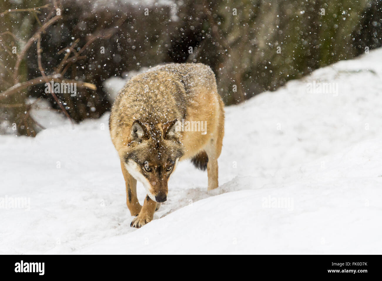 Loups dans une forêt Banque de photographies et d’images à haute ...