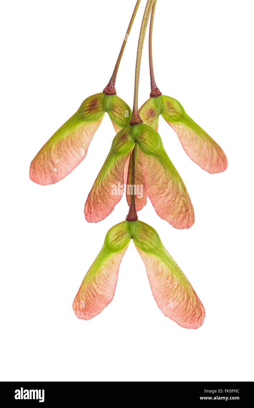 L'Érable rouge (Acer rubrum) graines sur un fond blanc Photo Stock - Alamy