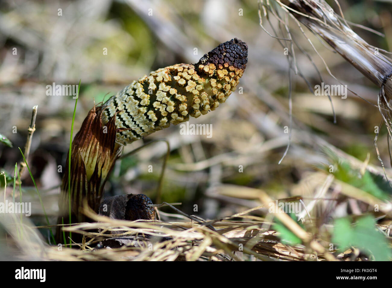 Grande Prêle (Equisetum telmateia). Les non-fertiles photosynthétiques ...