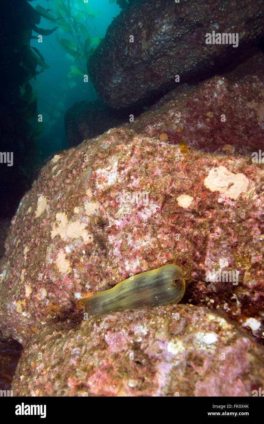 Requin oeuf Banque de photographies et d’images à haute résolution - Alamy