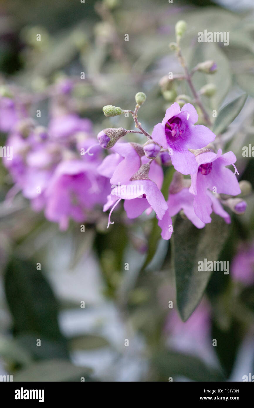 Prostanthera rotundifolia Banque de photographies et d’images à haute ...