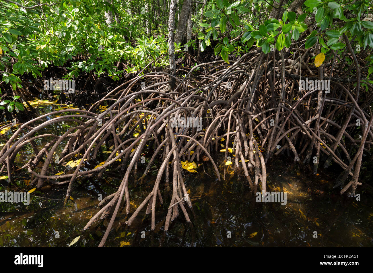 Mangrove tree roots rhizophora mangle Banque de photographies et d ...