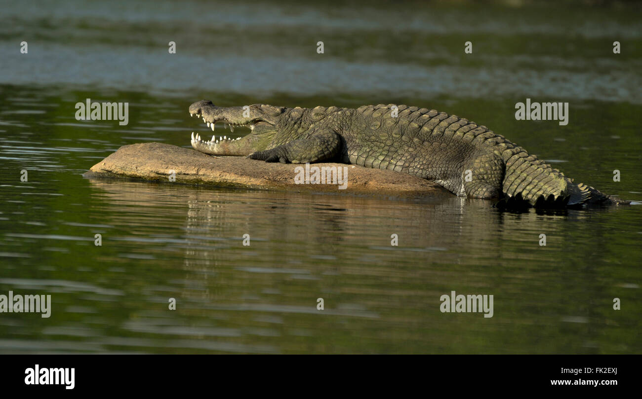 Eau de crocodile Banque de photographies et d’images à haute résolution ...