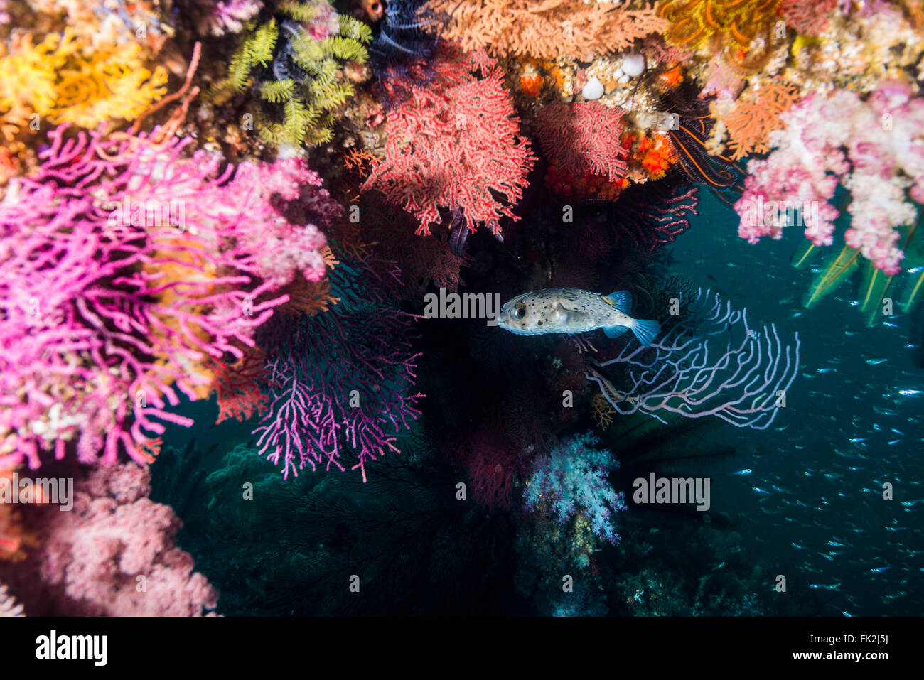 Poisson porc-épic à un poisson de récif. Un poisson artificiel reef ...