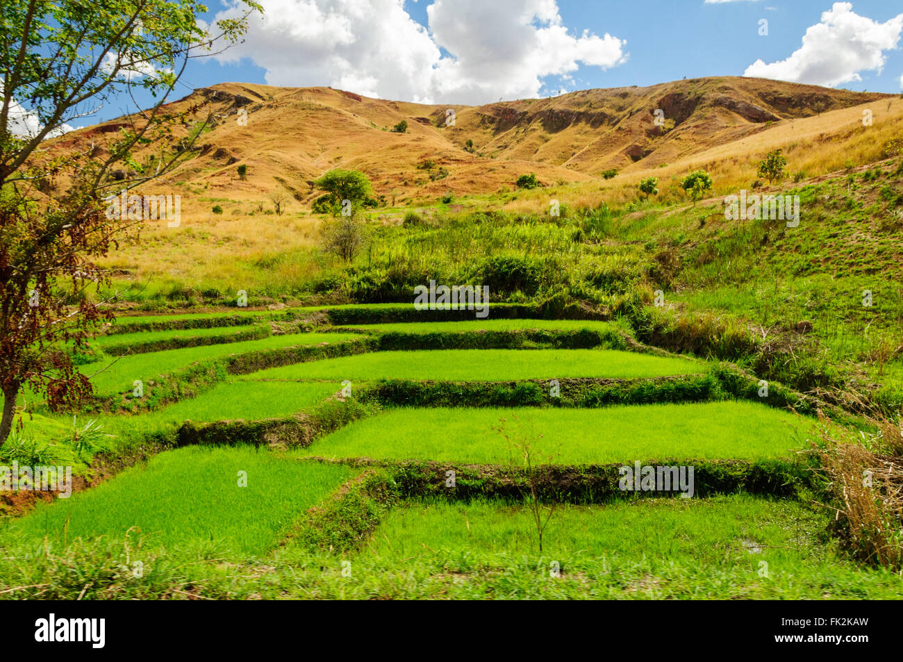 Paysages de champ de riz dans le centre de Madagascar Photo Stock - Alamy