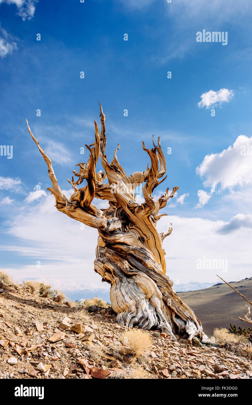 Bristlecone Pine Tree Photos & Bristlecone Pine Tree Images - Alamy