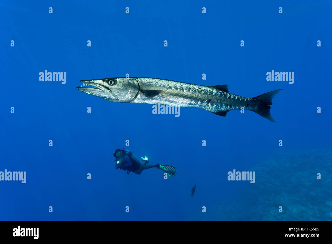 Grand baracuda Banque de photographies et d’images à haute résolution ...