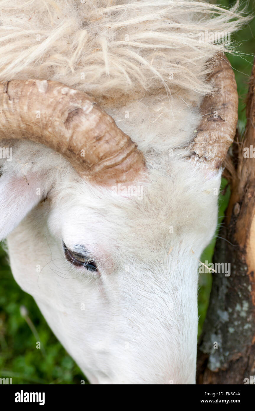 Coupe cornes Banque de photographies et d’images à haute résolution - Alamy
