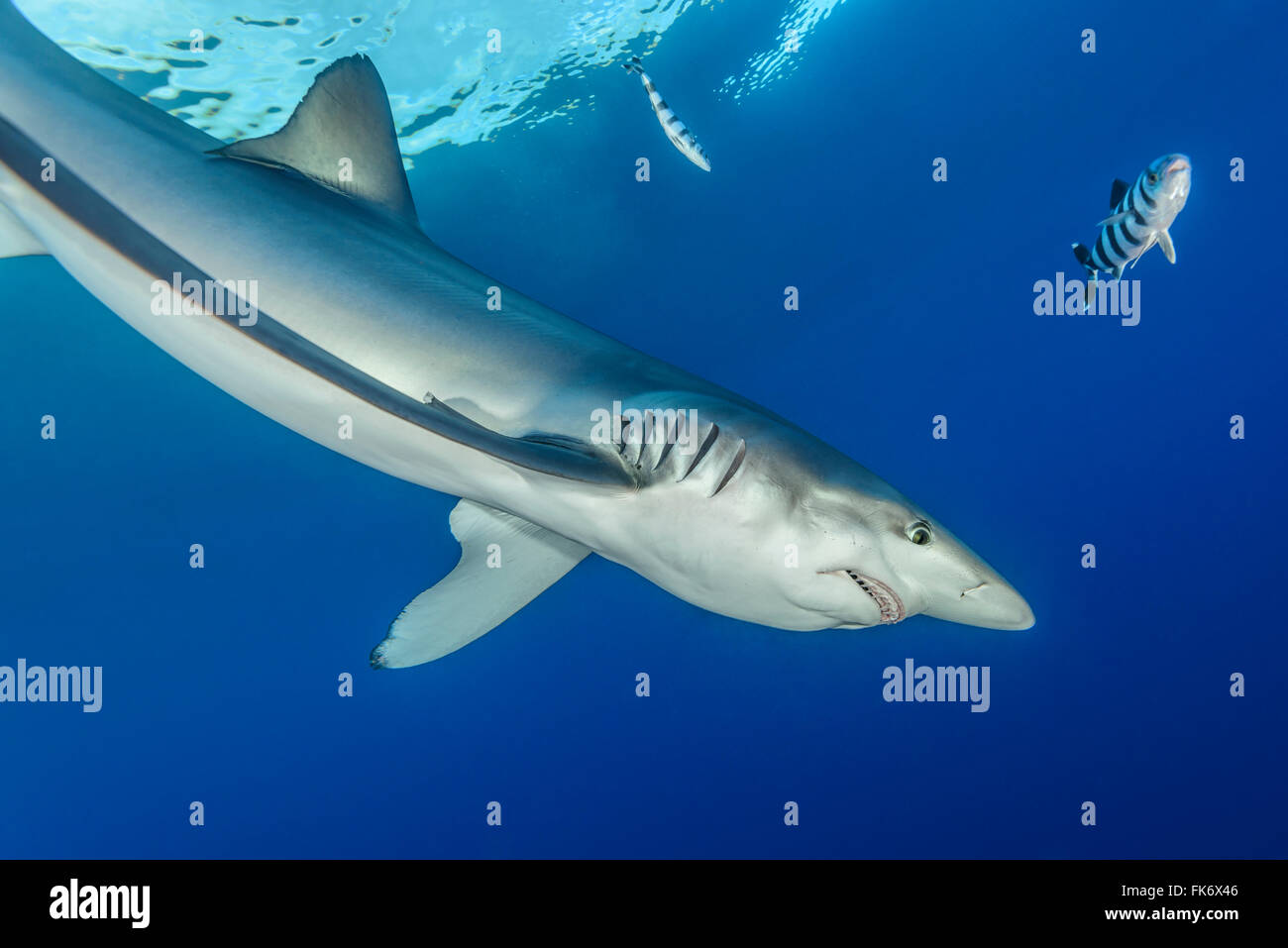 Le requin bleu et le poisson-pilote, Prionace glauca et Naucrates ...