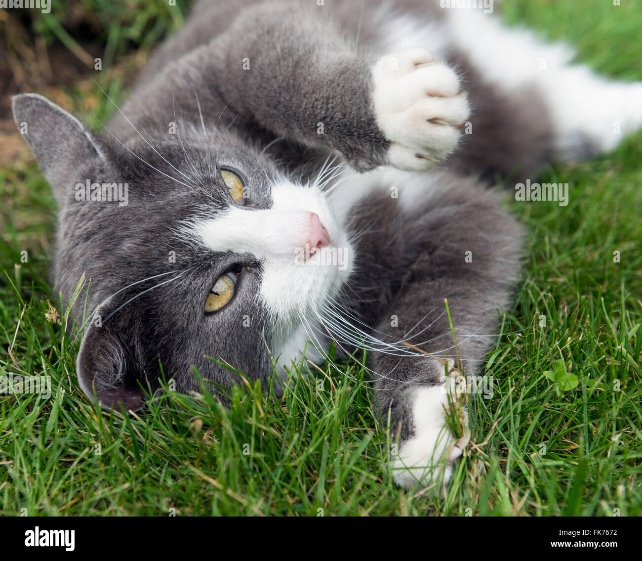 La Patte Du Chat Banque d'image et photos - Alamy
