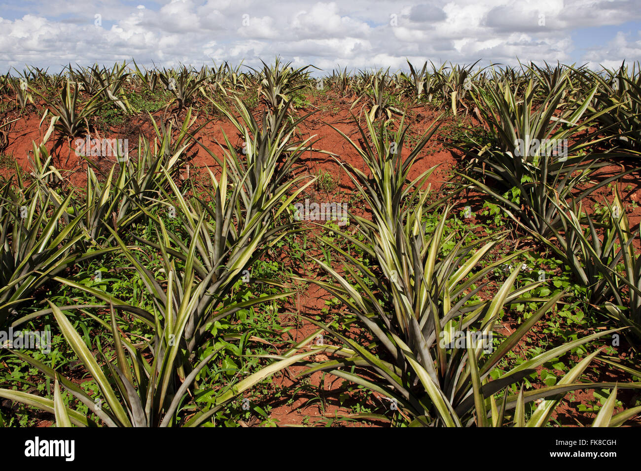 Agriculture de plantation d'ananas Banque de photographies et d’images ...