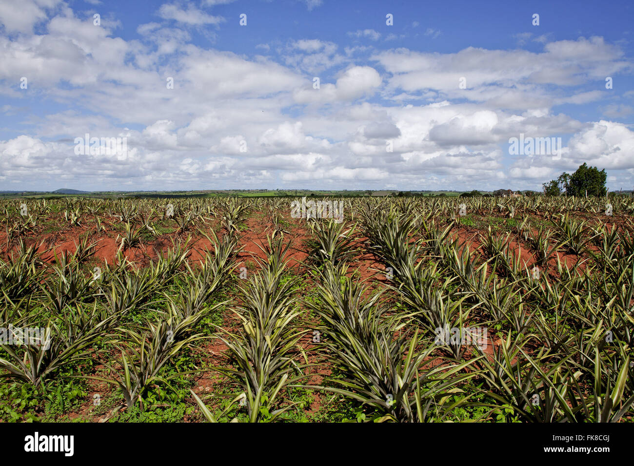 Plantation d'ananas Banque de photographies et d’images à haute ...