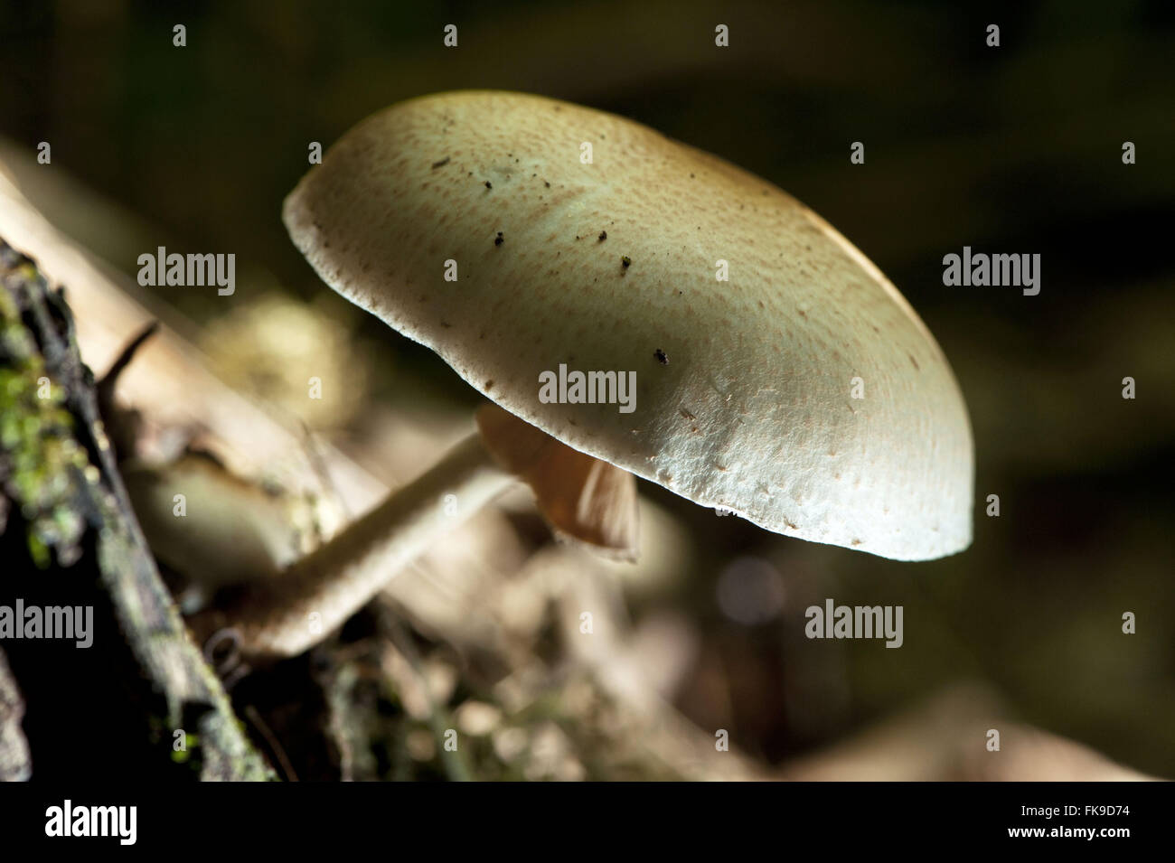 Fruiting fungus Banque de photographies et d’images à haute résolution ...