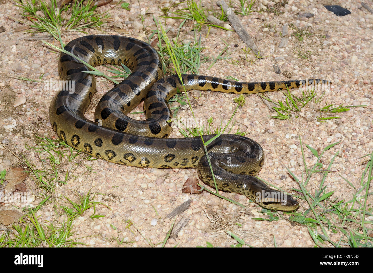 Anaconda vert eunectes murinus Banque de photographies et d’images à ...