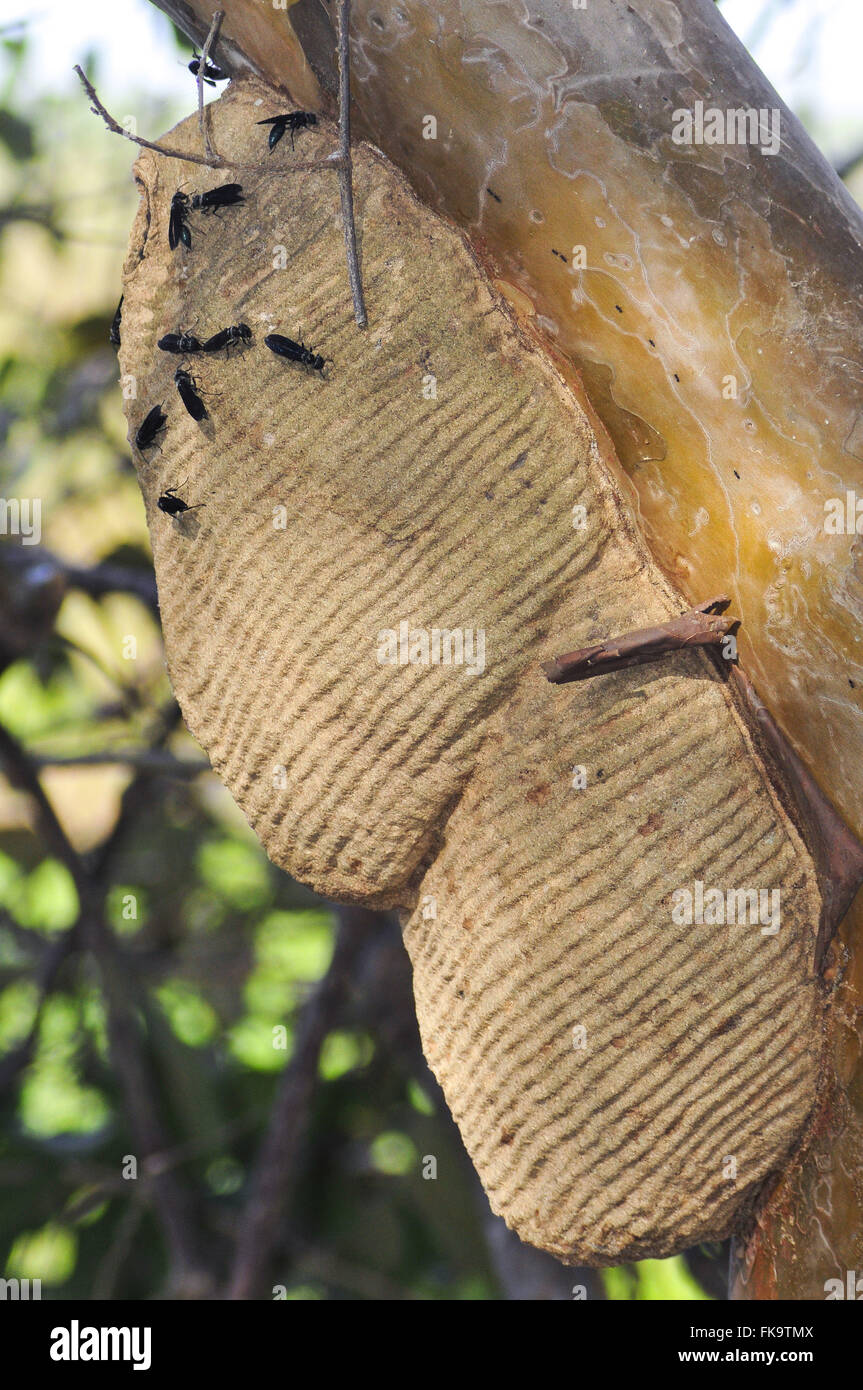 Insecte de zone humide Banque de photographies et d’images à haute ...