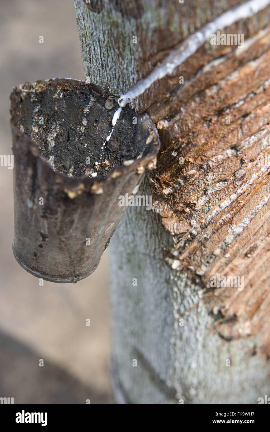 Latex Extraction Banque d'image et photos - Alamy