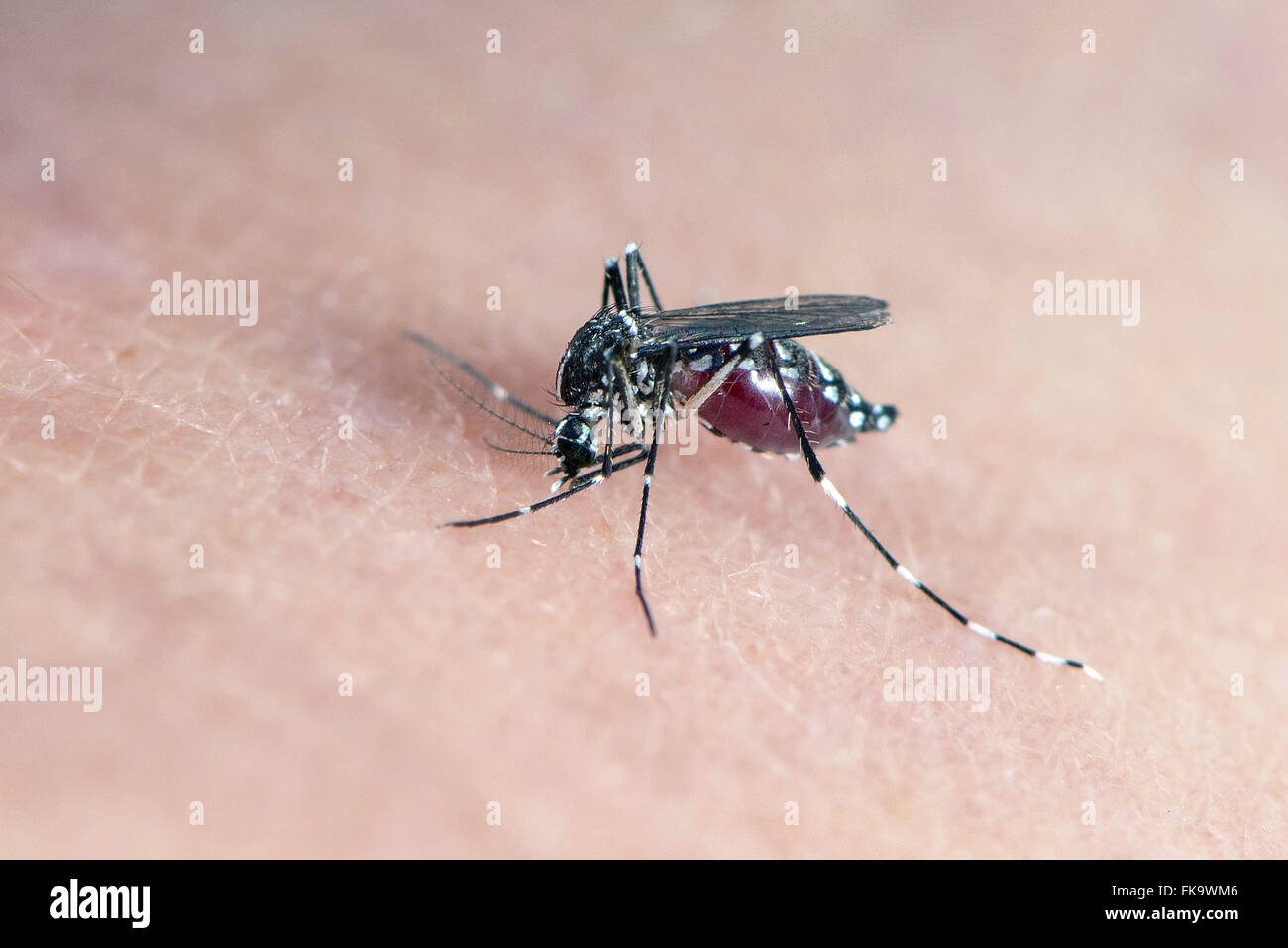 Animaux suceurs de sang Banque de photographies et d’images à haute ...