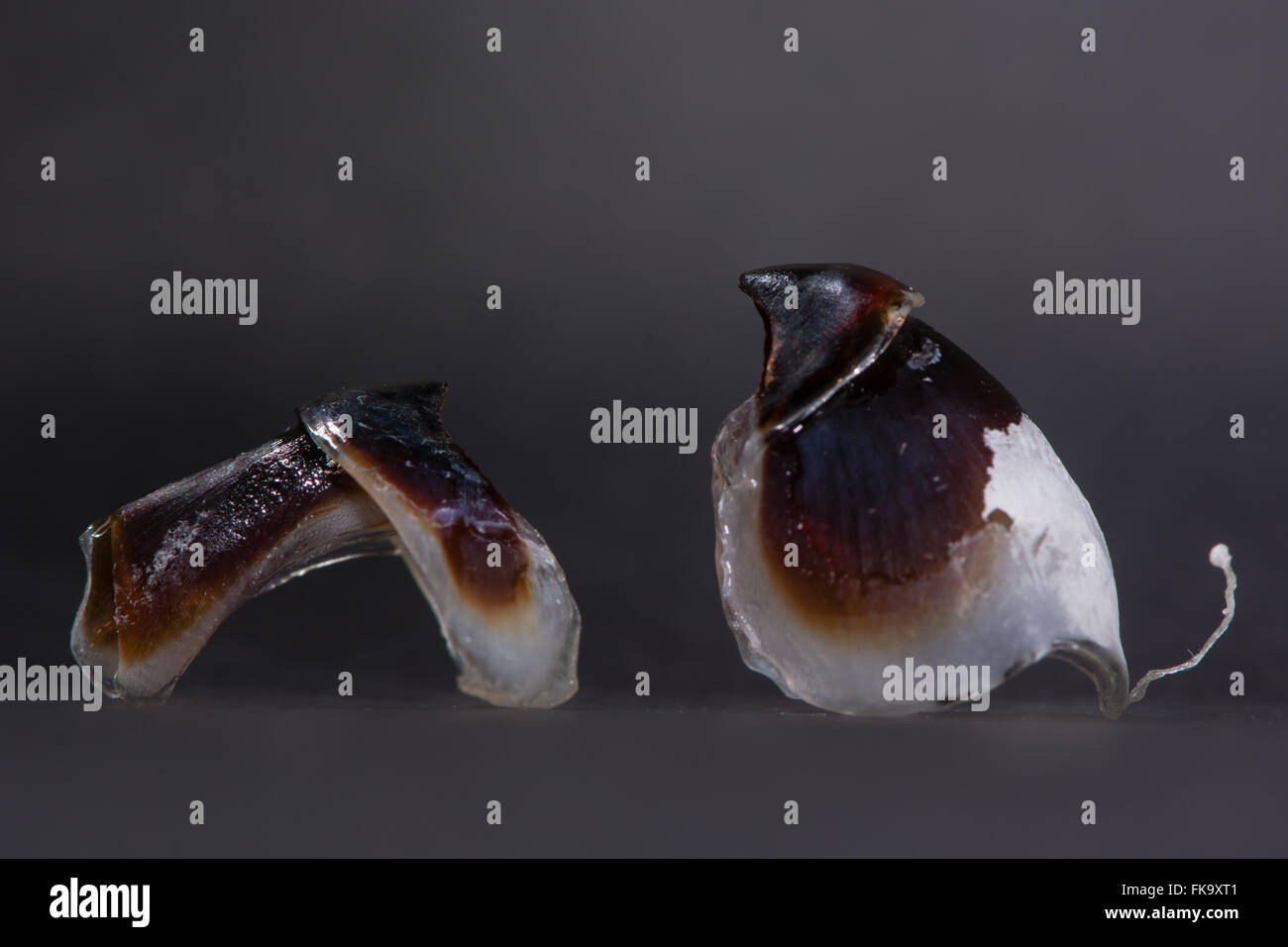 Octopus Beak Banque d'image et photos - Alamy