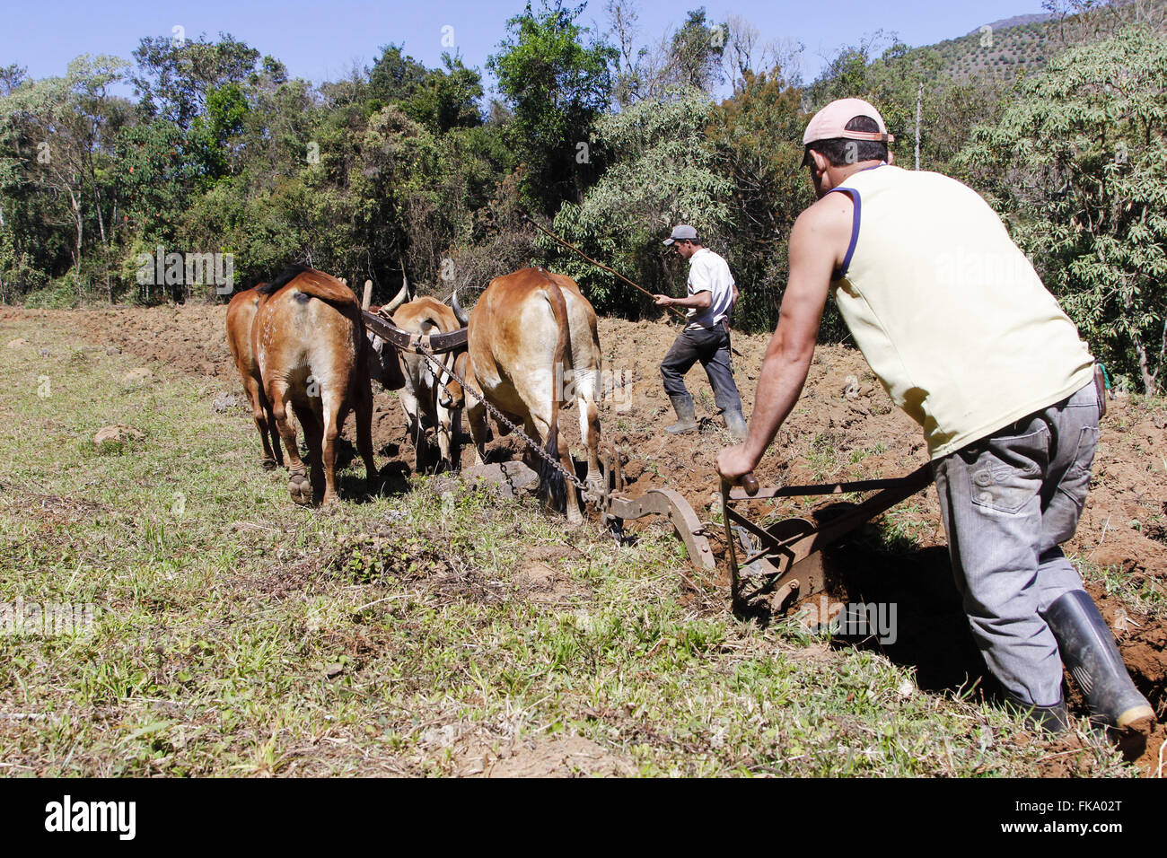 Charrue à boeufs Banque de photographies et d’images à haute résolution ...