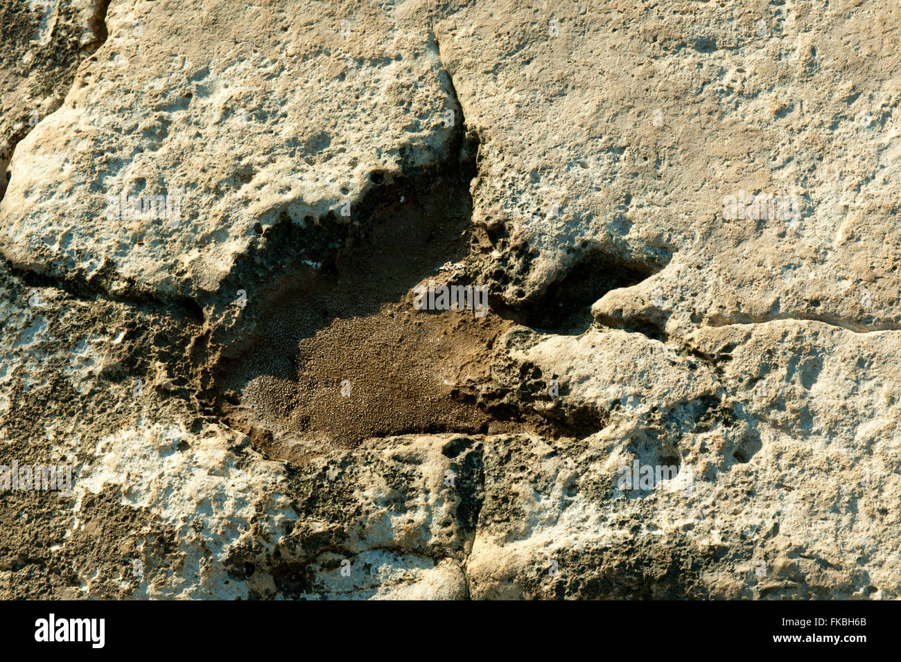 Kroatien, Istrien, Insel im Nationalpark Brijuni Veli vor Brijuni ...
