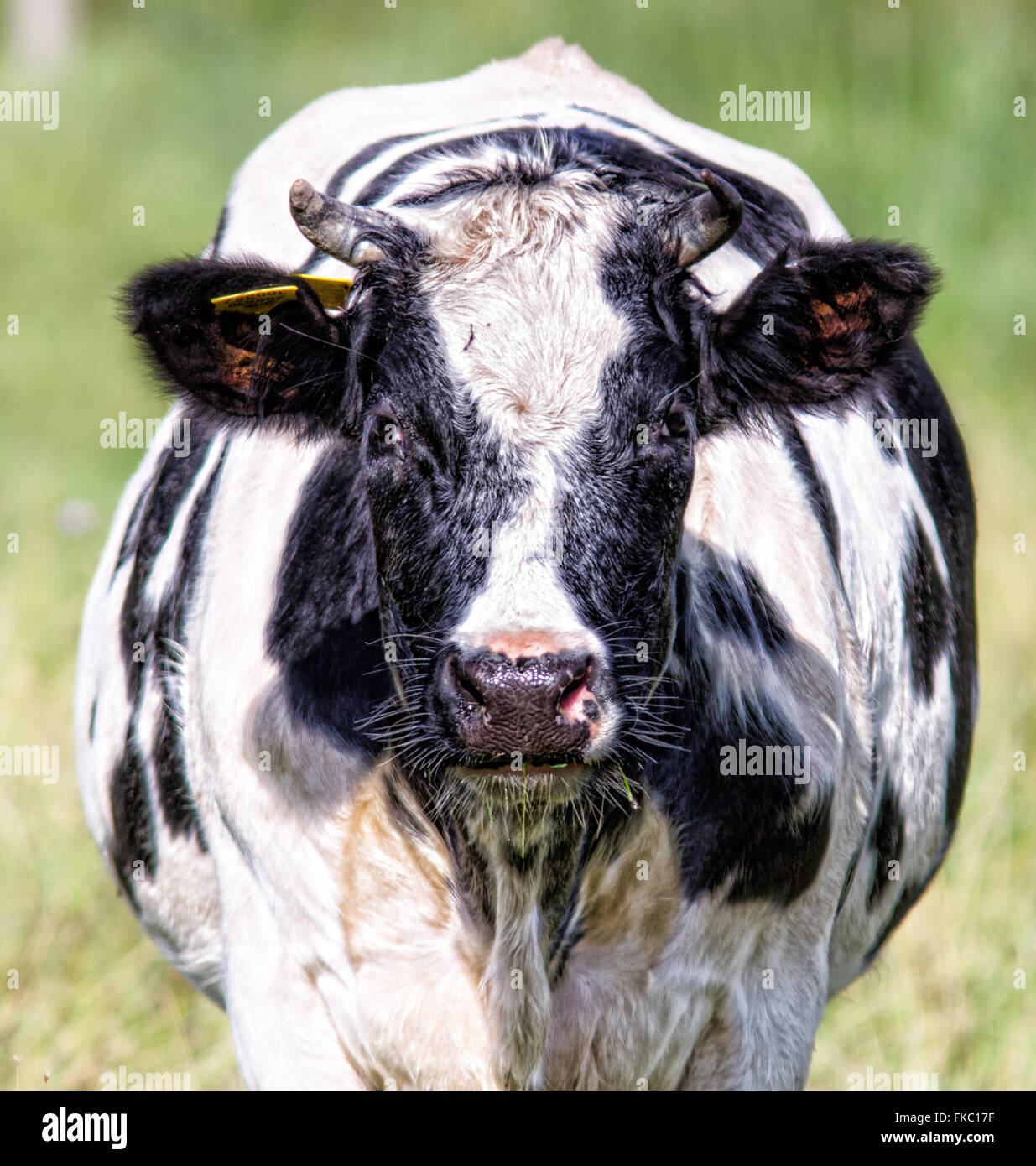 Vache vue de face Banque de photographies et d’images à haute ...