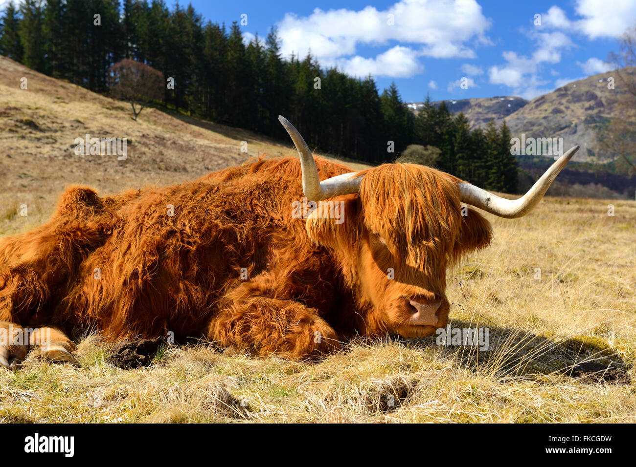 Vache Écossaise Banque d'image et photos - Alamy
