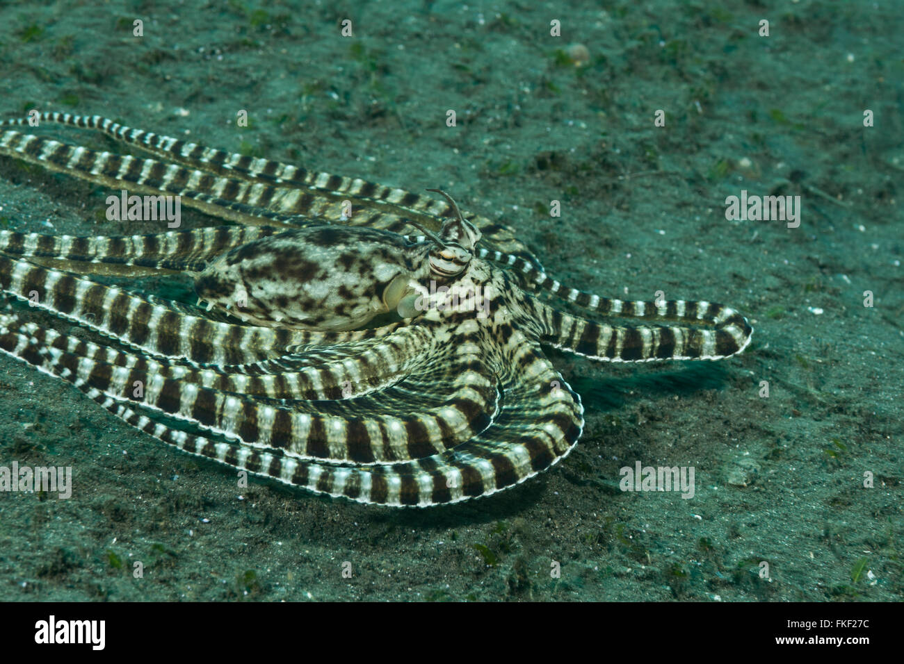 Thaumoctopus mimicus Banque de photographies et d’images à haute ...
