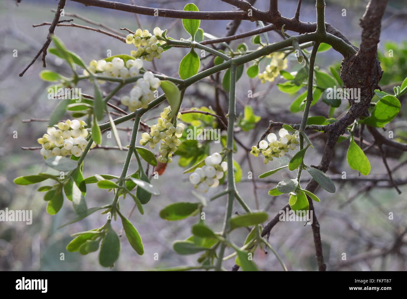 Gui en fleur Banque de photographies et d’images à haute résolution - Alamy