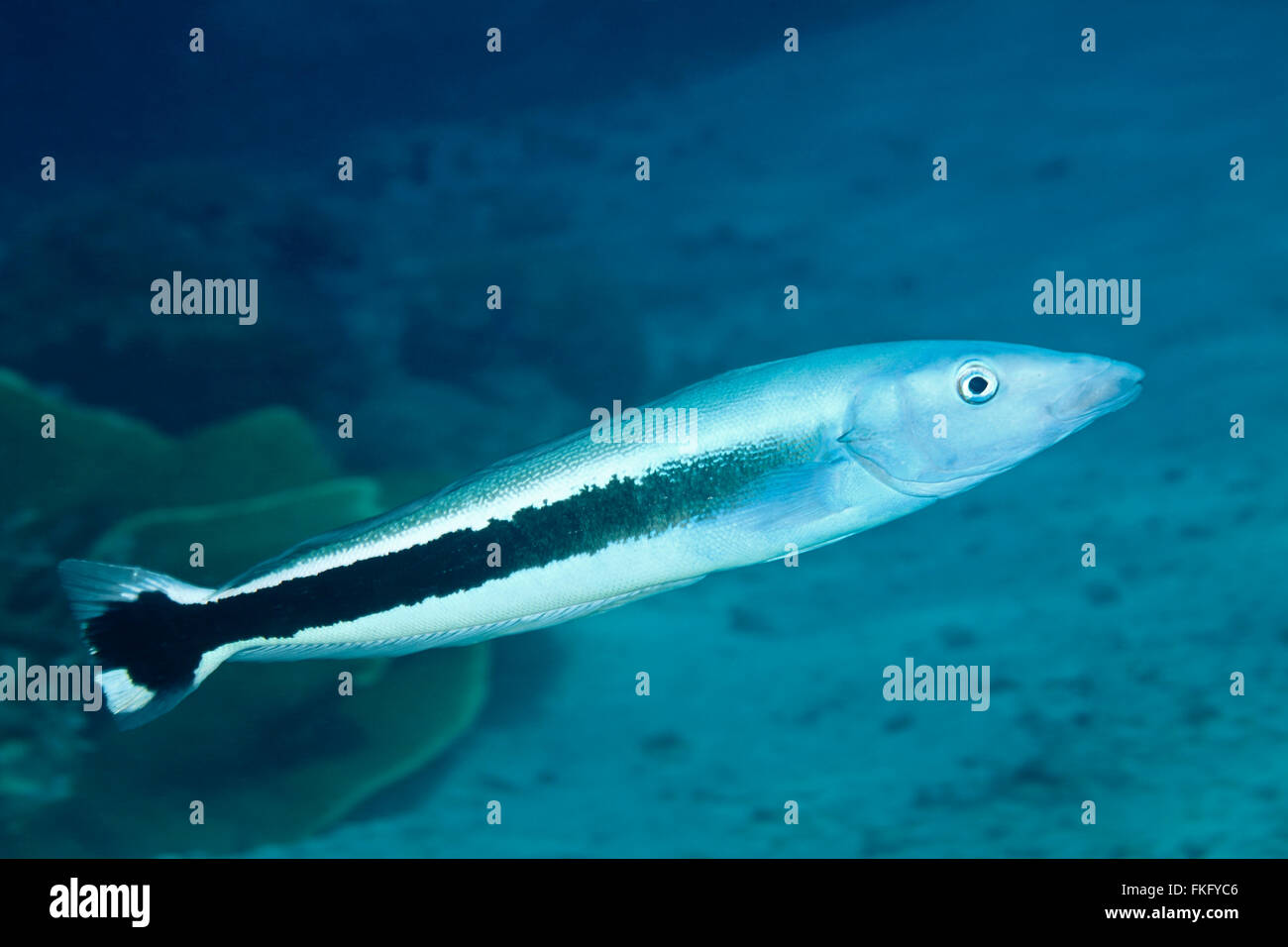 Blanquillo bleu Banque de photographies et d’images à haute résolution ...