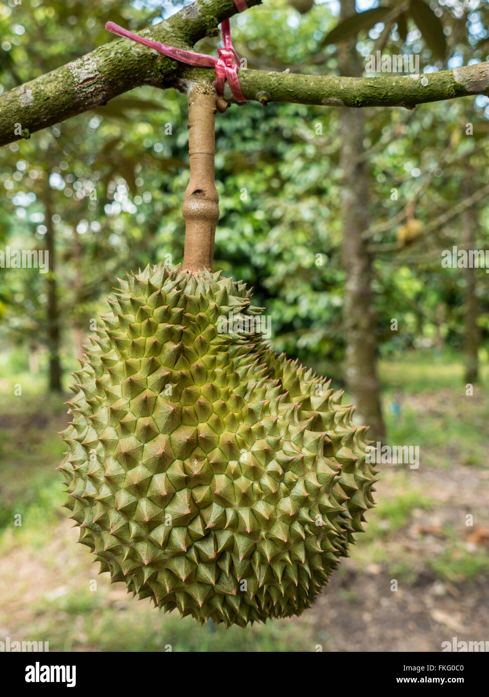 Arbre durian Banque de photographies et d’images à haute résolution - Alamy