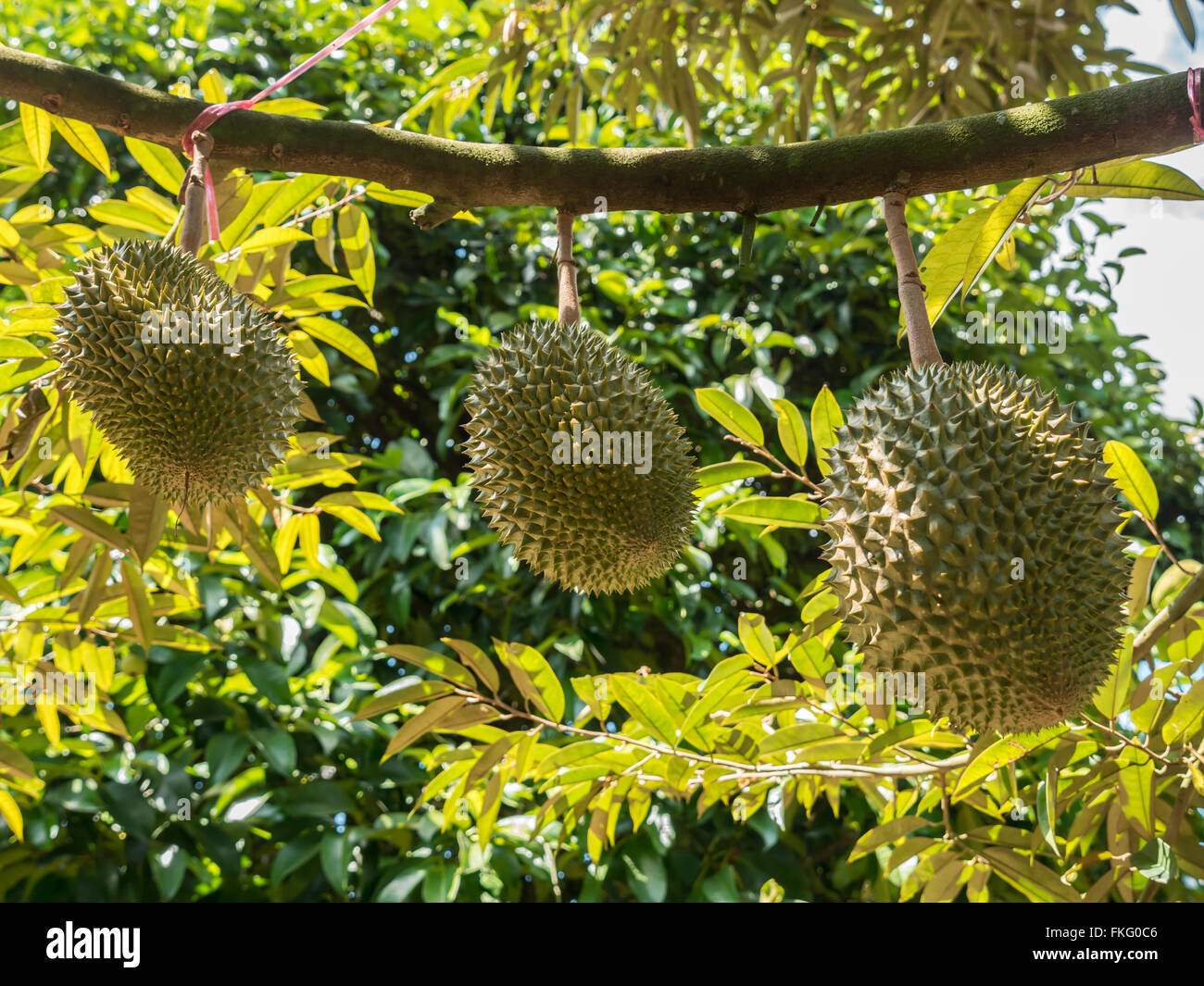 Arbre durian Banque de photographies et d’images à haute résolution - Alamy