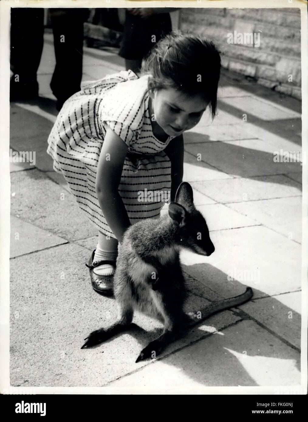1974 - voyages Wallaby orphelin dans une sacoche en cuir au lieu de ...