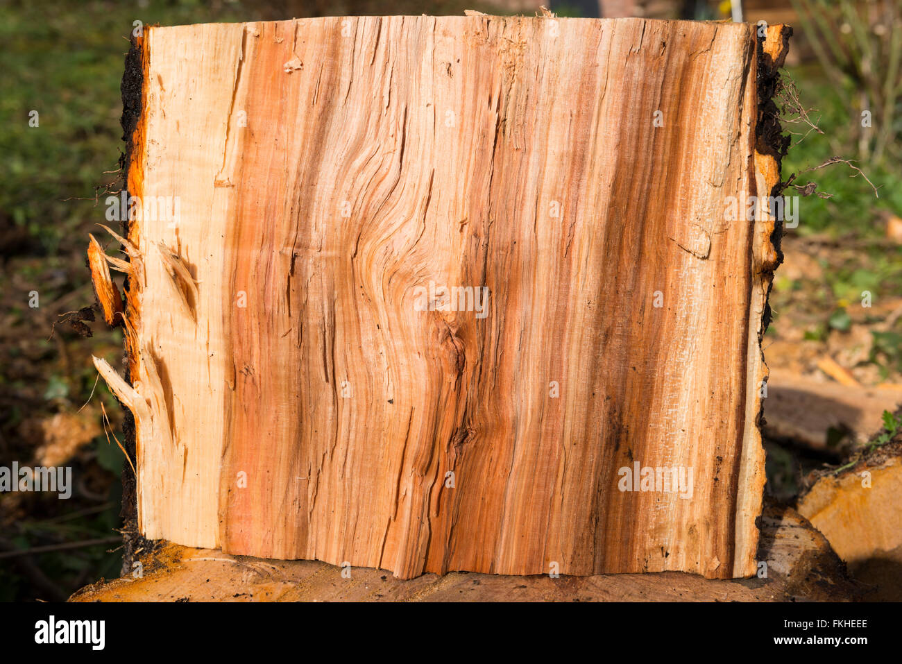 Tree log Banque de photographies et d’images à haute résolution - Alamy