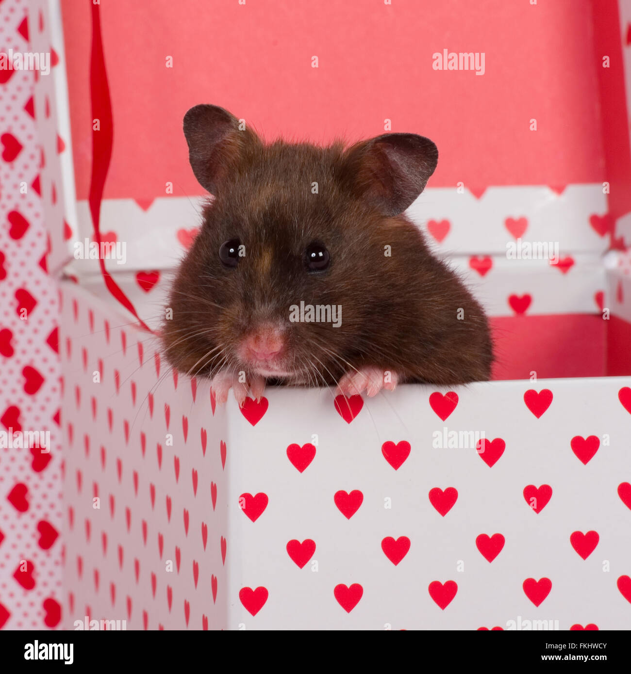 Friendly hamster Banque de photographies et d’images à haute résolution ...