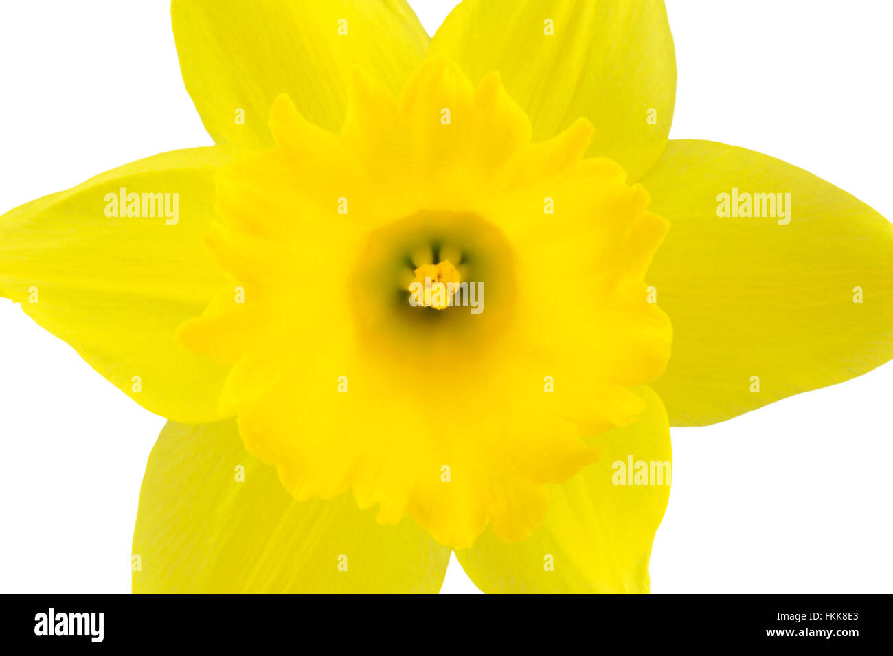 Bordures jaunes fleurs Banque de photographies et d’images à haute résolution - Alamy