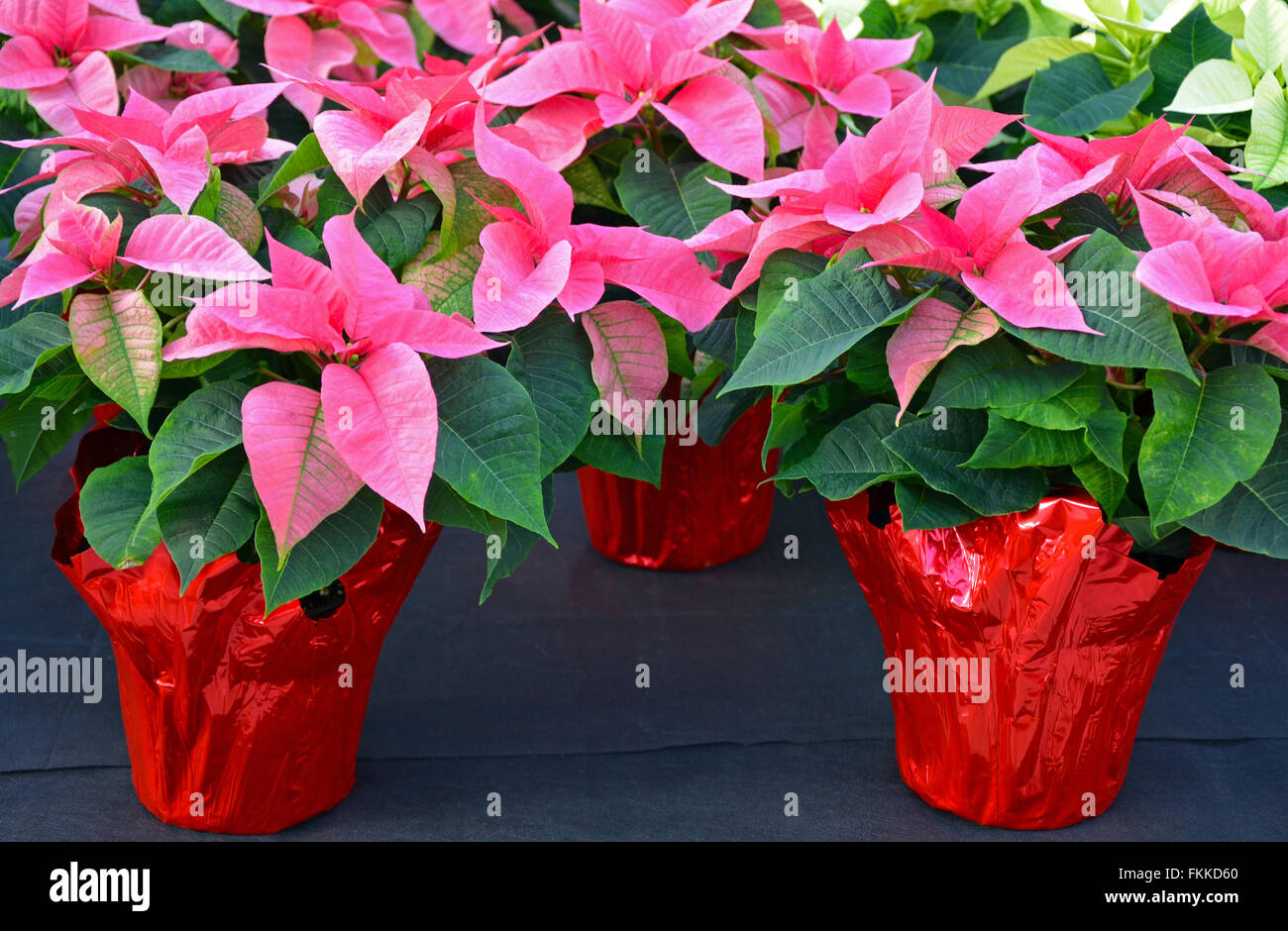 Fleurs de noel Banque de photographies et d’images à haute résolution ...