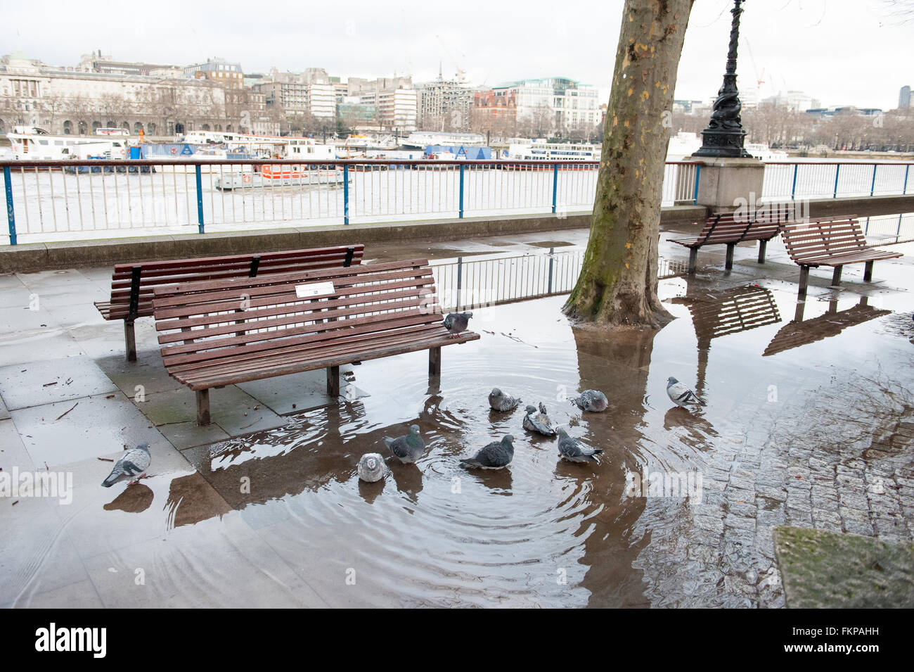 Scared pigeons Banque de photographies et d’images à haute résolution ...