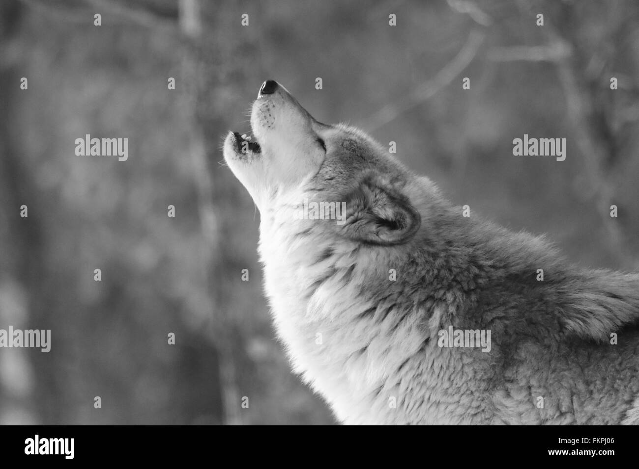 Loup loups Banque d'images noir et blanc - Alamy