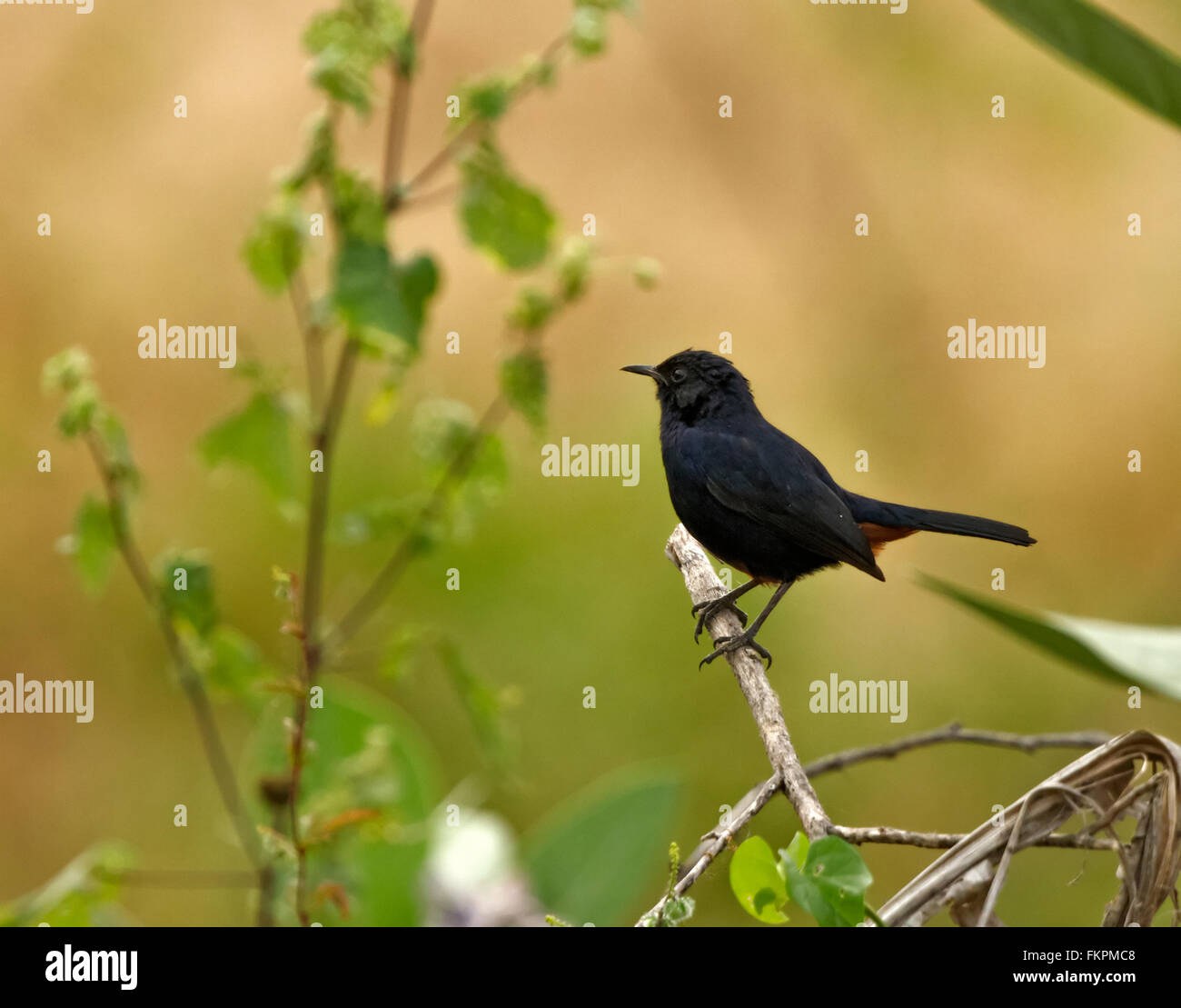 Indian robin Banque de photographies et d’images à haute résolution - Alamy