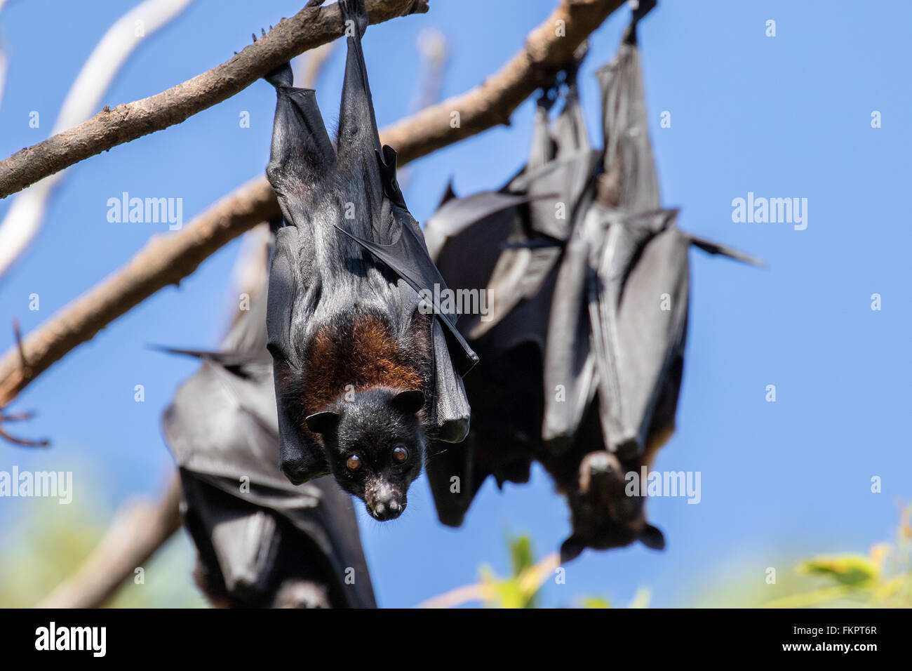 Les chauves-souris frugivores (Flying Fox) se percher dans jardin ...
