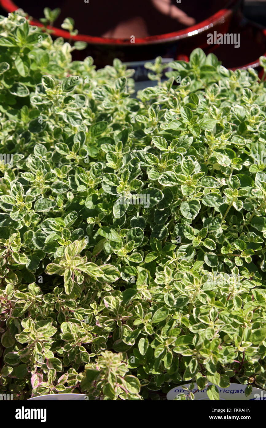 Thym citron Banque de photographies et d’images à haute résolution - Alamy