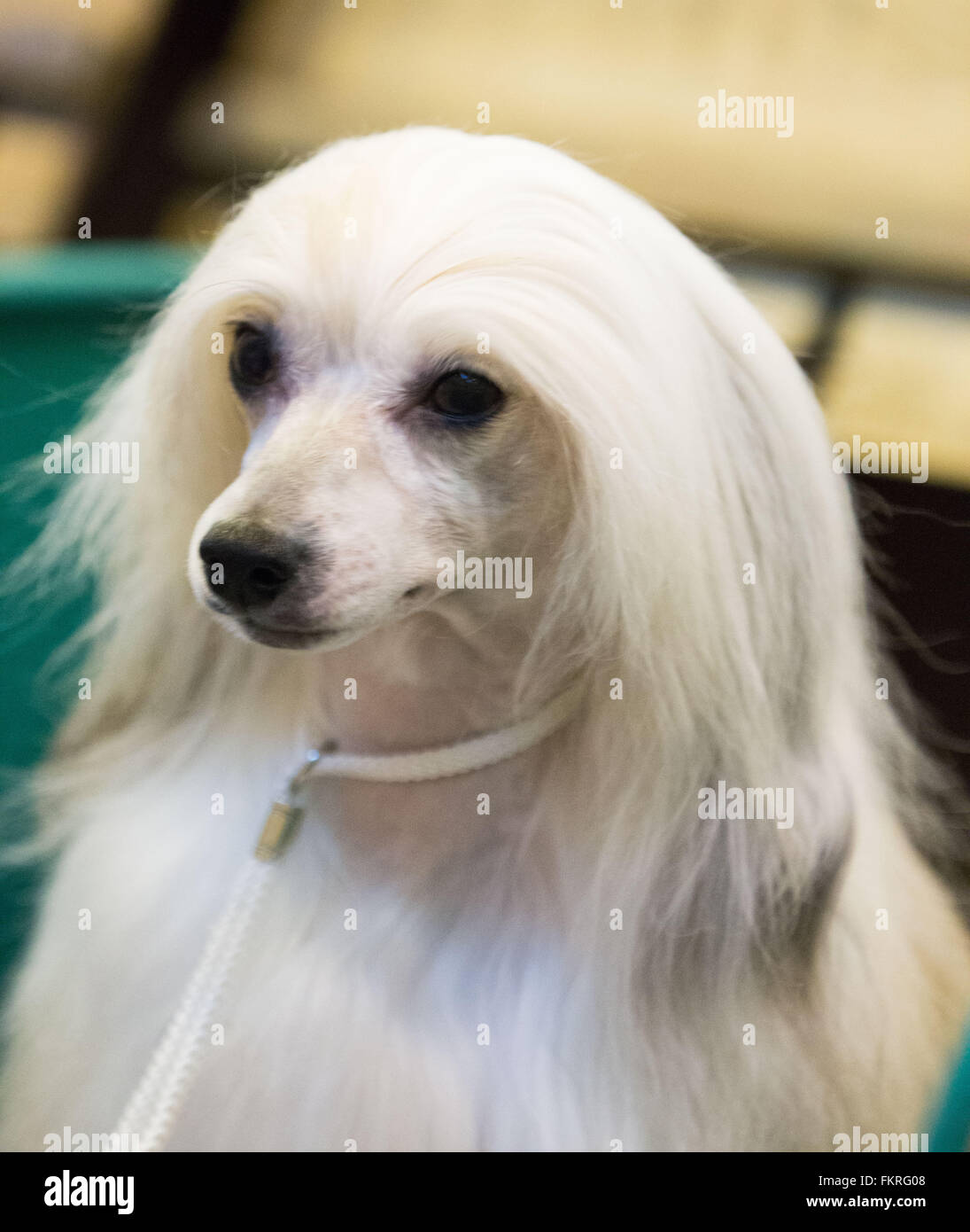 Donald trump chien Banque de photographies et d’images à haute ...