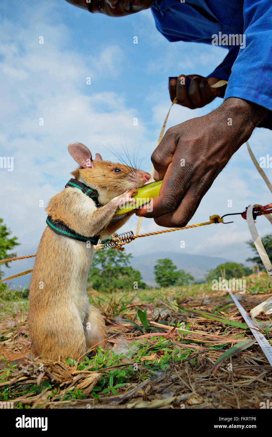 Giant rat Banque de photographies et d’images à haute résolution - Alamy