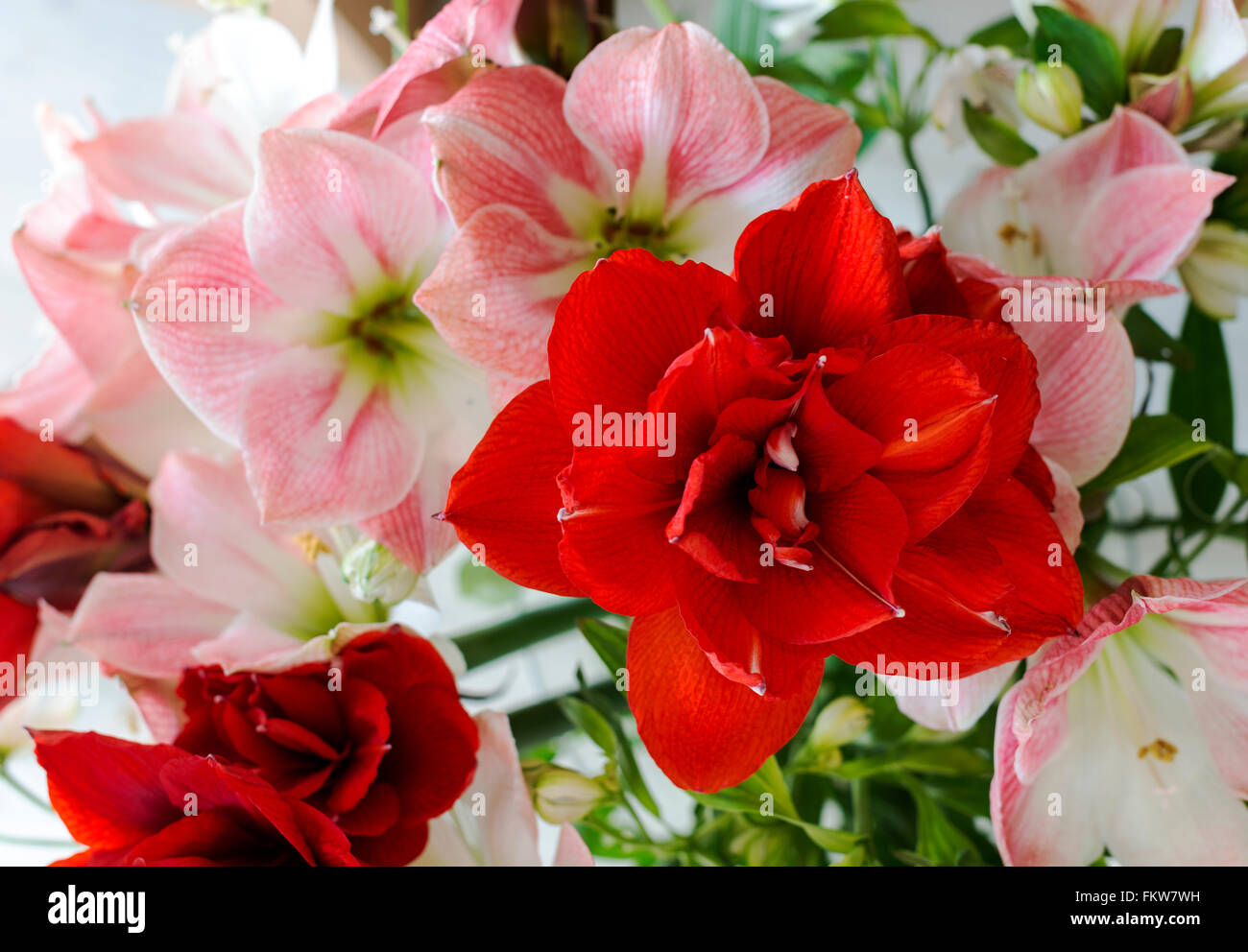 Amaryllis rose Banque de photographies et d’images à haute résolution ...