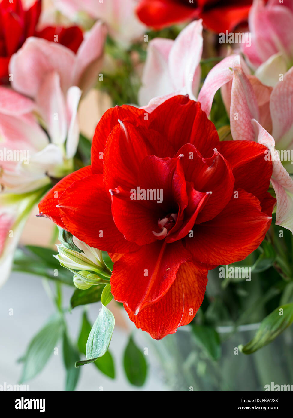 Fleur fleurs amaryllis Banque de photographies et d’images à haute ...
