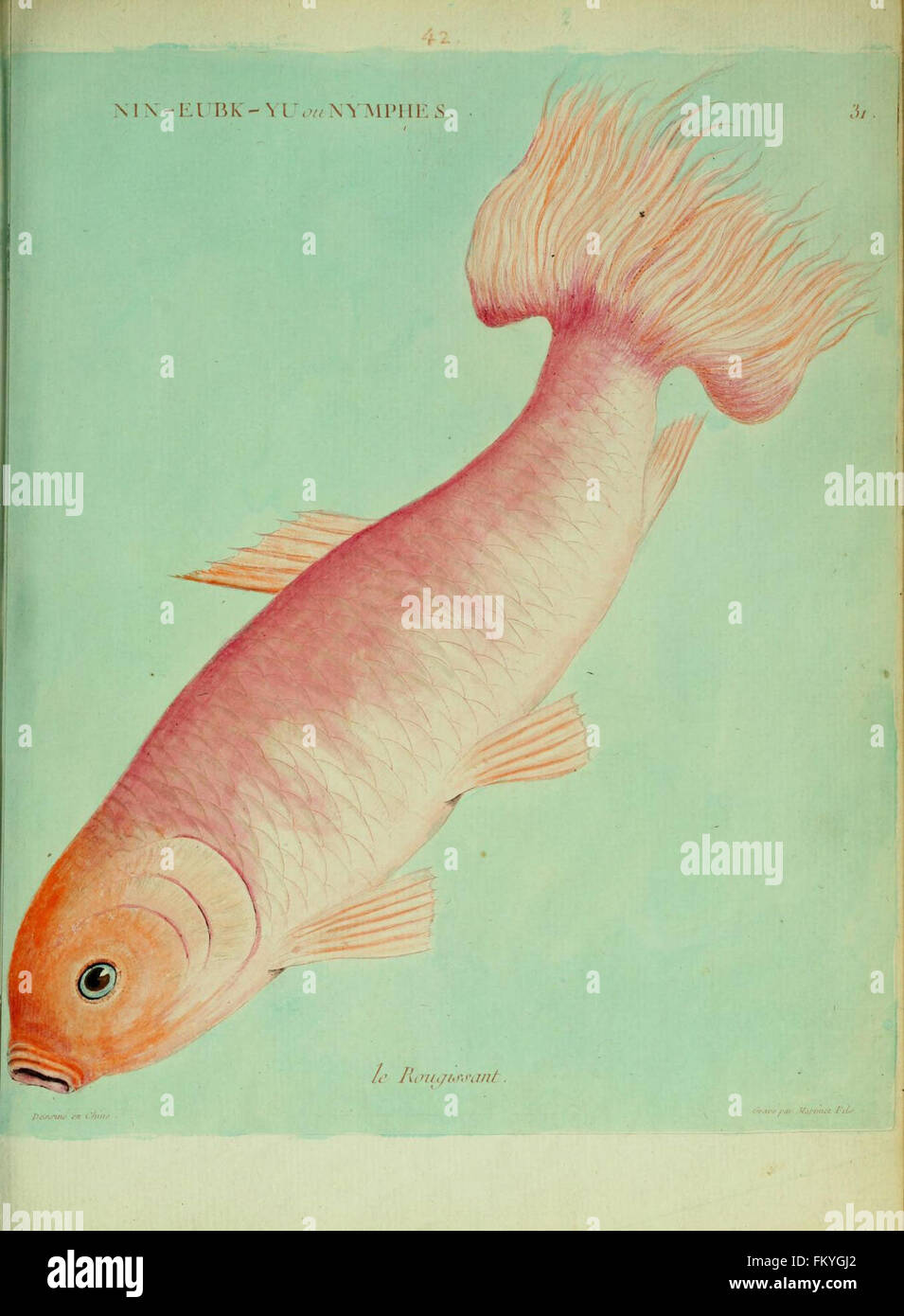 Une illustration du poisson rouge chinois, explorant son histoire ...